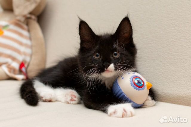 Котёнок Бафет 2.5 мес. ищет семью