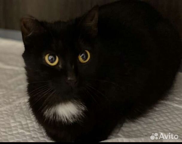 Ночка ищет дом