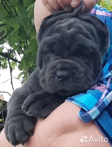 Плюшевые мастинки