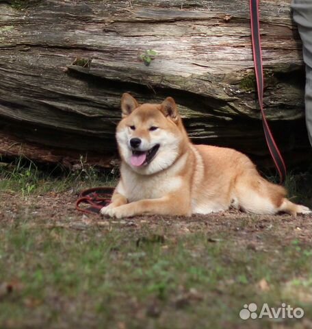 Кобель сиба ину (шиба ину) вязка