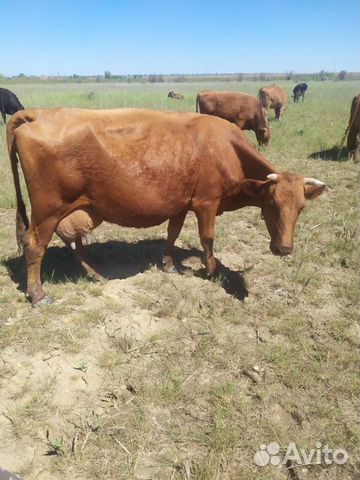 Коровы молочные