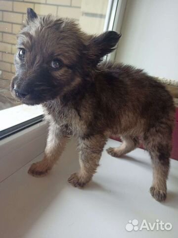 Маленькая собака в добрые руки