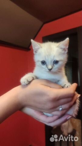 Продаем котят