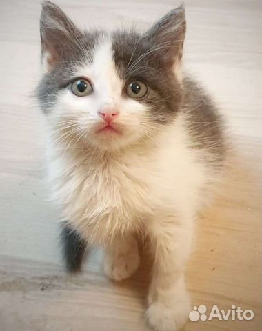Классный мальчишка в добрые руки