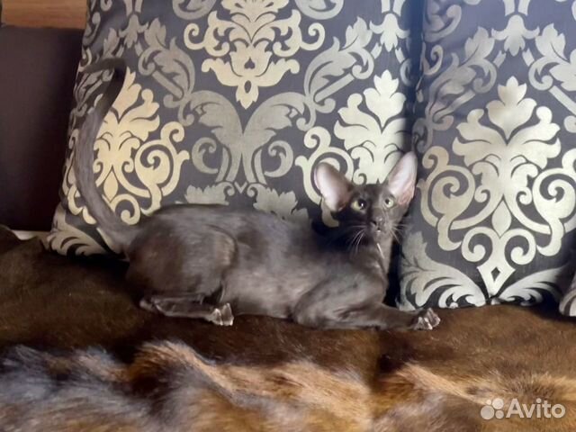 Ориентальный мачо шоколад