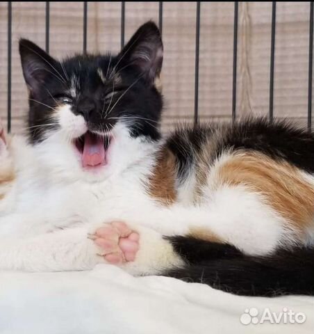 Котенок, котята малышка Кнопка 3 мес. в дар