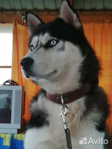 Хаки отдам в добрые руки