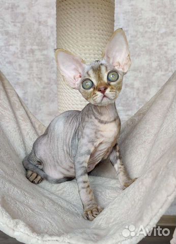 Малыш Каспер