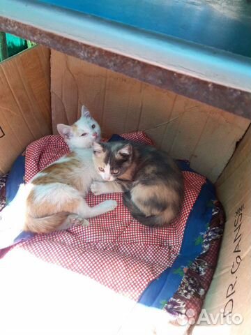 Одна кошка трехцветная, двое рыженькие мальчишки