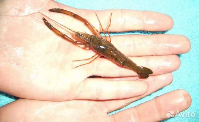 Креветки макробрахиум