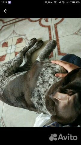 Отдам курцхаара