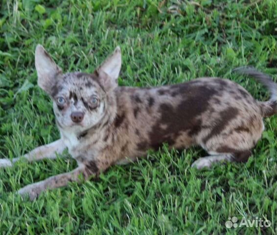 Мальчики мерле