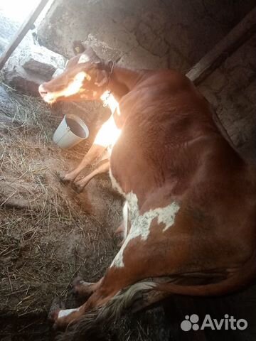 Корова молочного направления