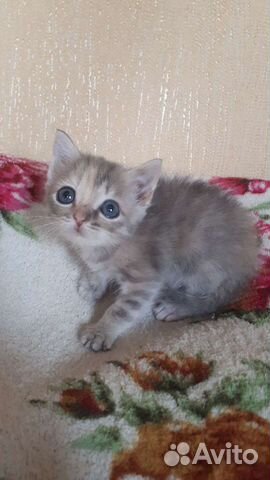 Котенок девочка 1,5 месяца