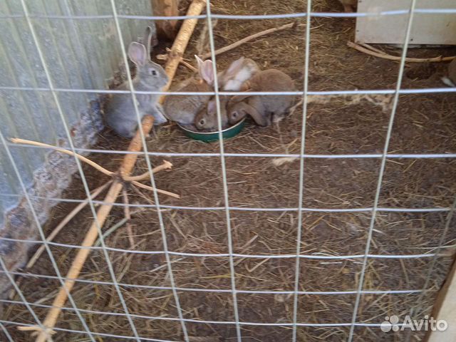 Кролики мясные