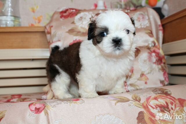 Ши-тцулки 2мес