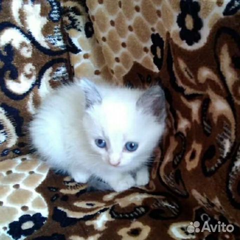 Отдадим котят в добрые руки