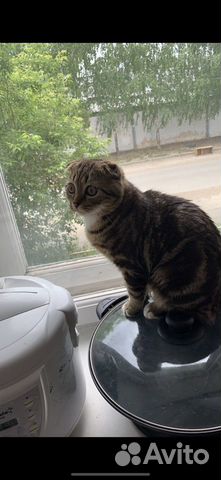 Кот на вязку
