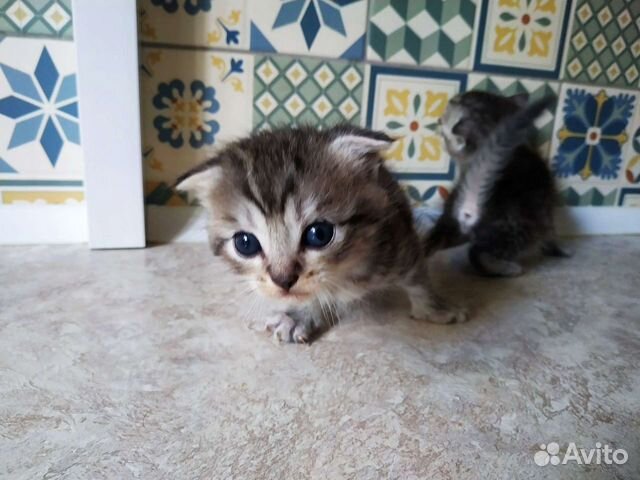 Британские котята