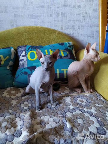 Котята Донского Сфинкса 3 месяца