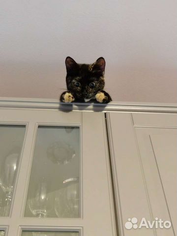 Кошка в добрые руки