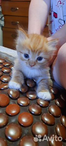 Суперкотик