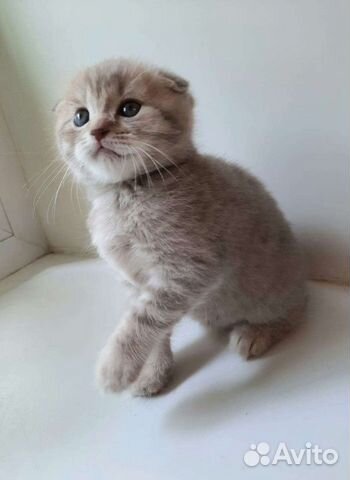 Шотландский вислоухий котенок