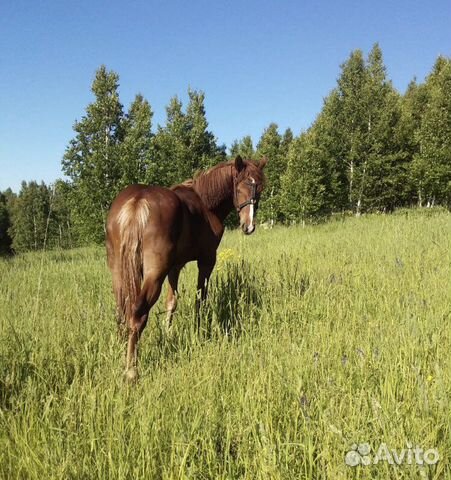 Кобыла орловская 1год 2 мес