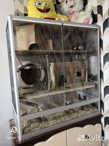 Дегу с клеткой