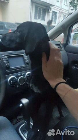 Собака, щенок лабрадора