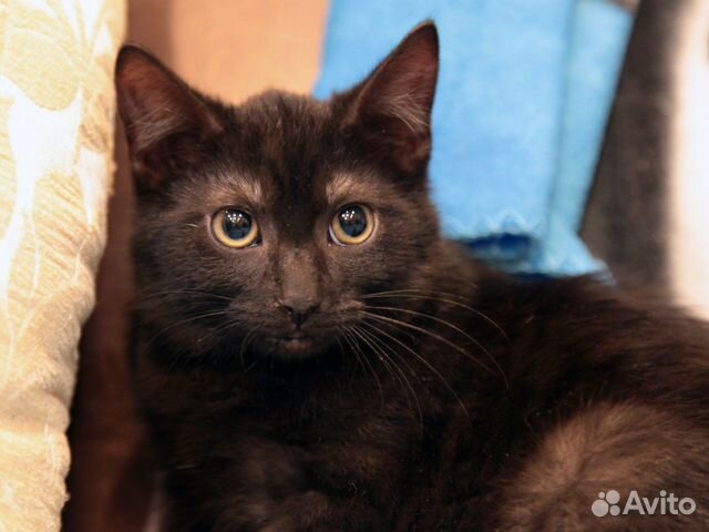 Котенок Чука в добрые руки