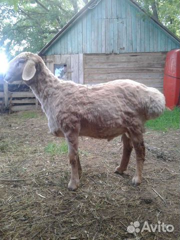 Баран курдючный эдильбаевский