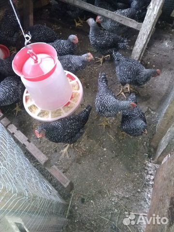 Цыплята Грис Бар