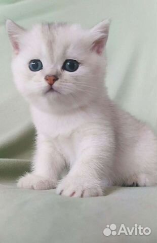 Котик в драгоценом окрасе