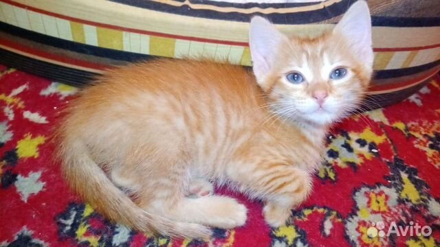 Котенок рыжий мальчик Рыжик 2мес метис домашний