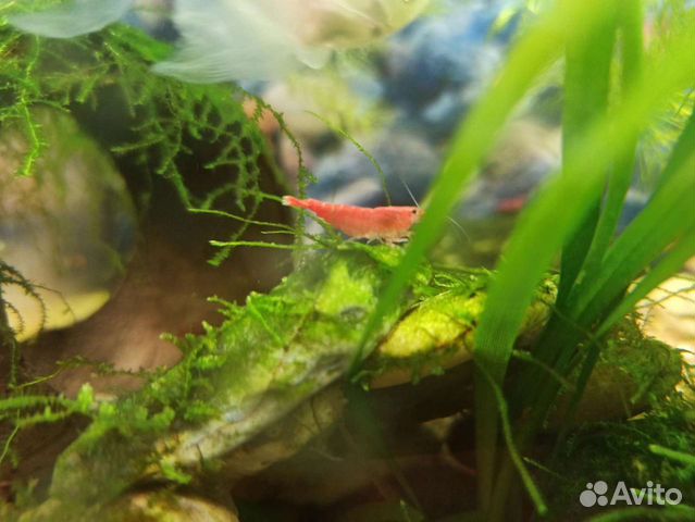 Аквариум,рыбки,криветки