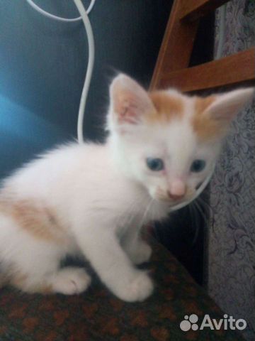 Котёнок