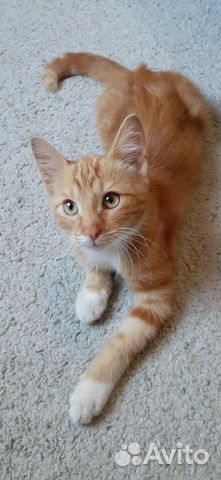 Котёнок от сибирской мамы, 3 месяца