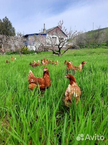 Куры молодки несушки