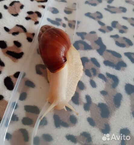 Улитки ахатины альбино