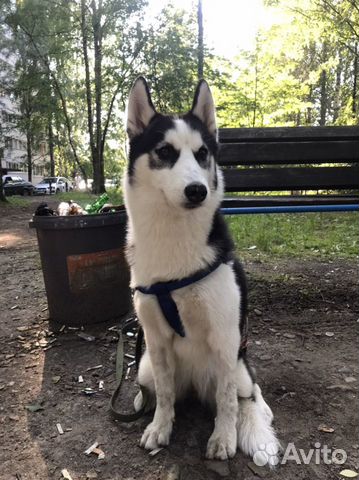 Сибирский хаски