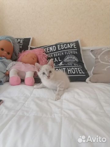 Тайский котëнок