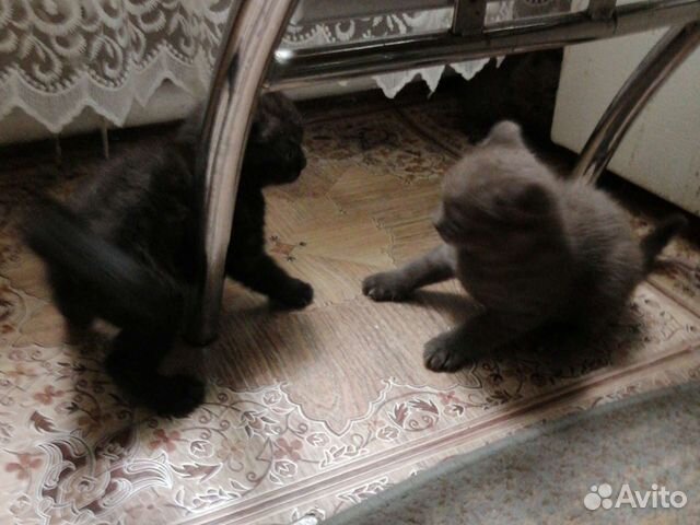 Британские котята