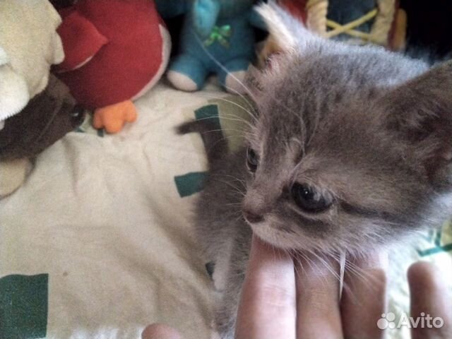 Котята в добрые руки,3 девочки, 1 мальчик