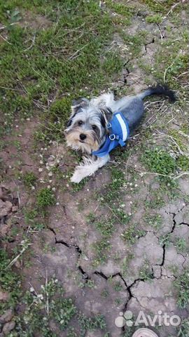 Кобель для вязки, не выставочный йоркширский терье