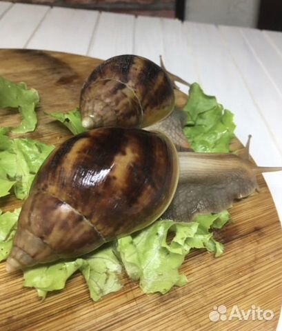 Улитки Ахатины Фулики