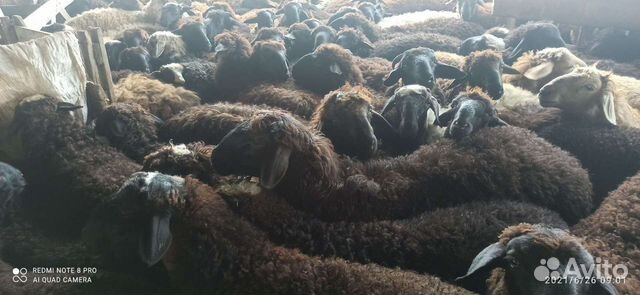 Ягнята на племя