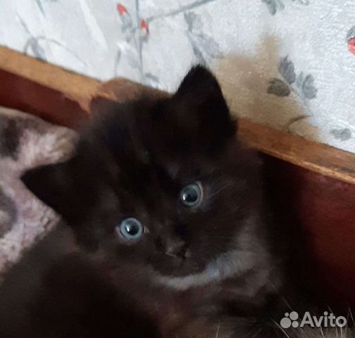 Кошки в добрые руки бесплатно