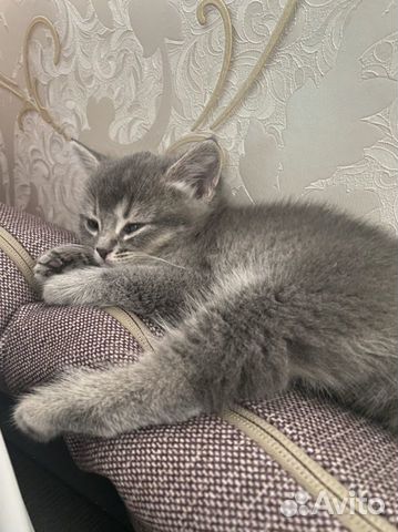 Отдам полупородистую девочку
