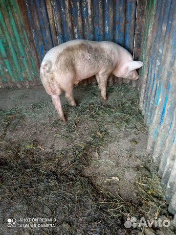 Продам хряка молодого или дам в оренду